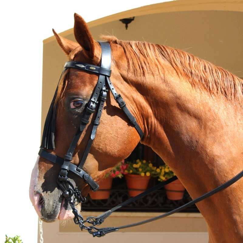 Snaffle bridle vaquera with throatlatch with classic noseband Marjoman